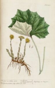 10 Most Famous Botanical Artists - Artst