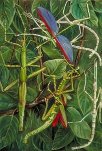 10 Most Famous Botanical Artists - Artst