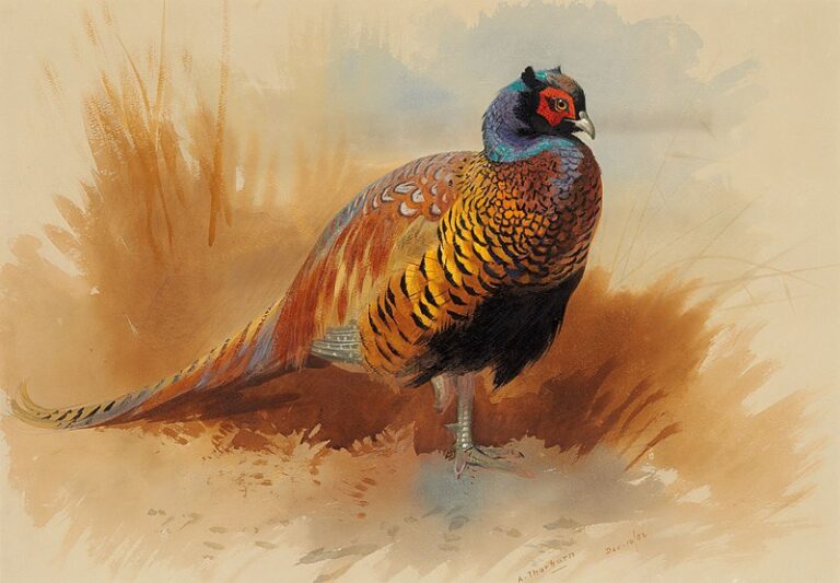 Bird Artists - 10 Most Famous - Artst
